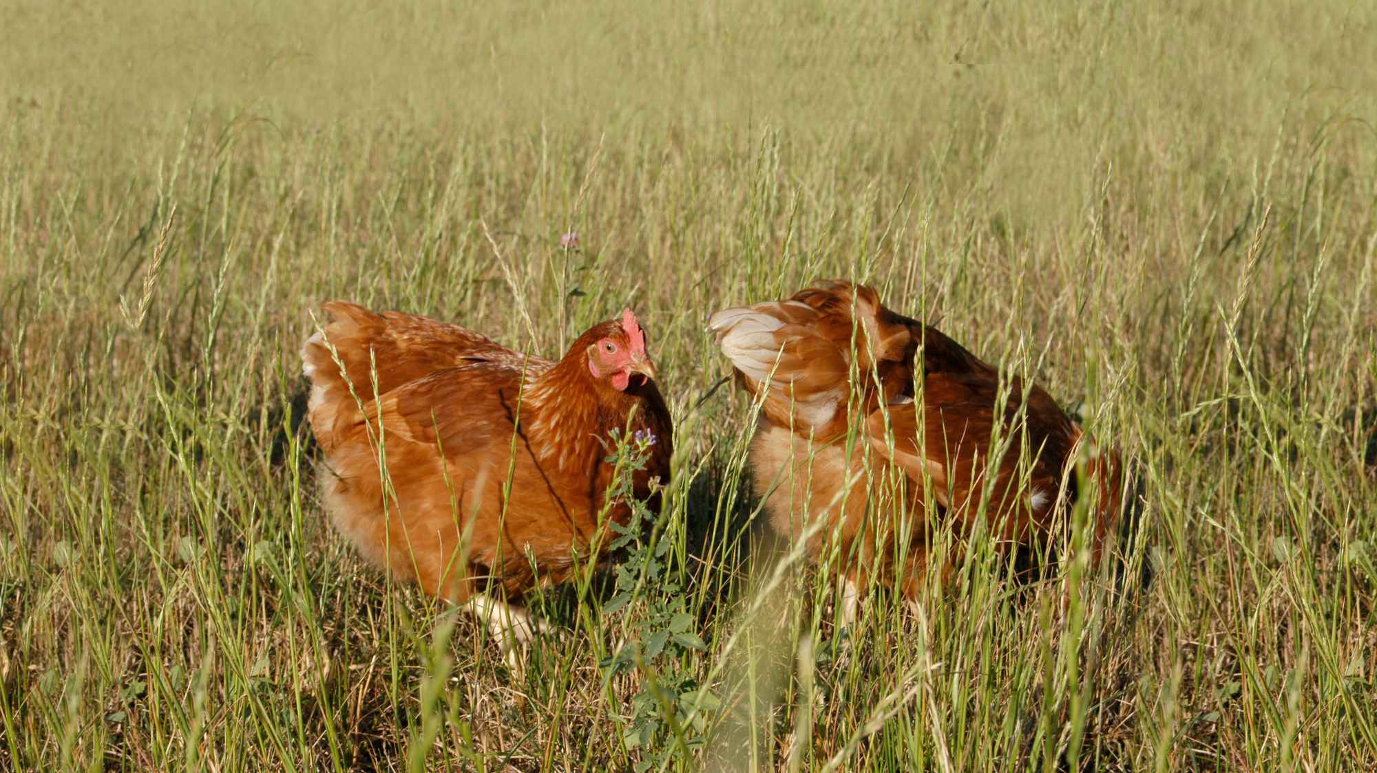 Hühner – Landwirtschaft mit Leidenschaft